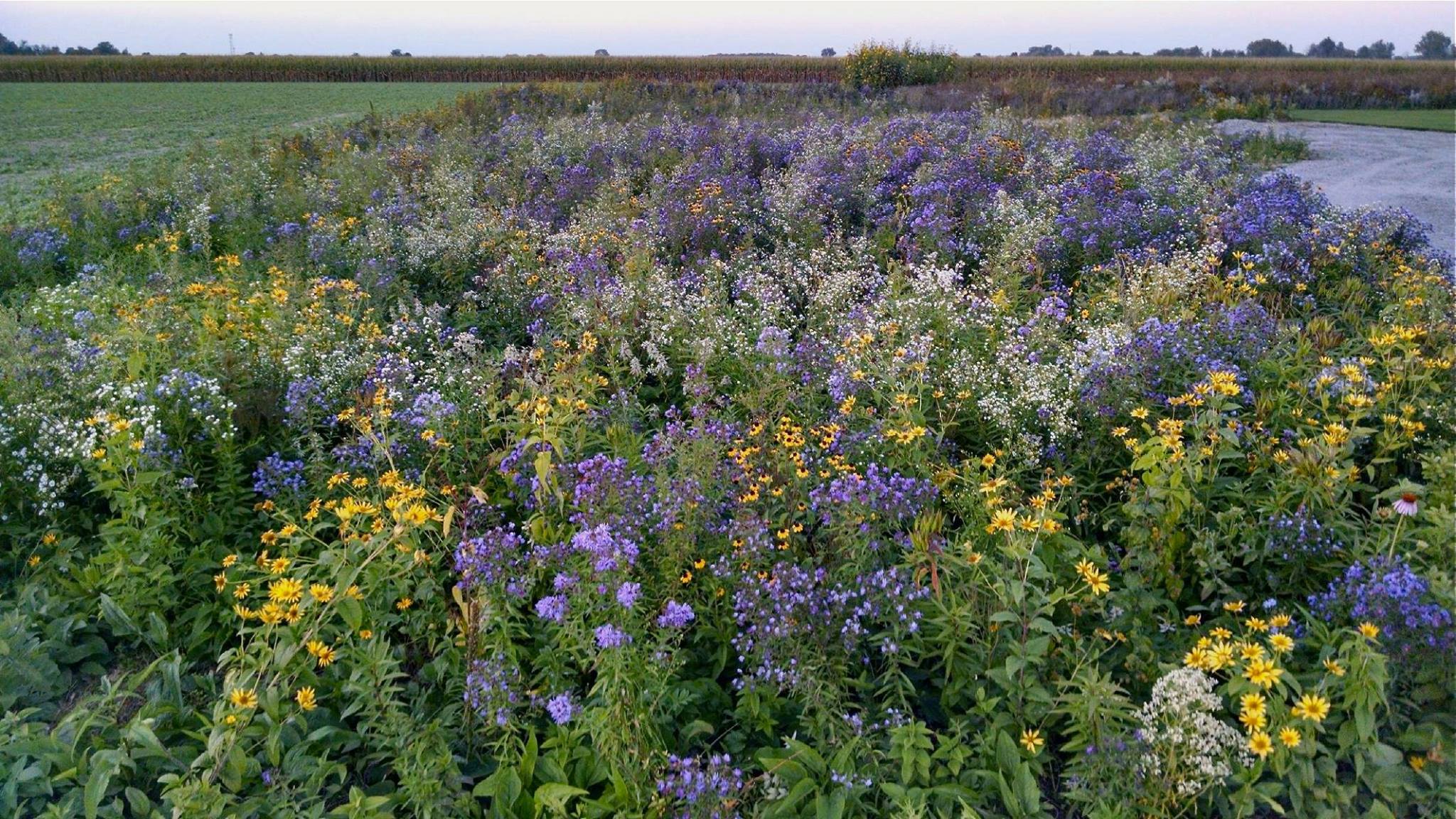 flowering-meadow - Chesapeake Conservation Landscaping ...