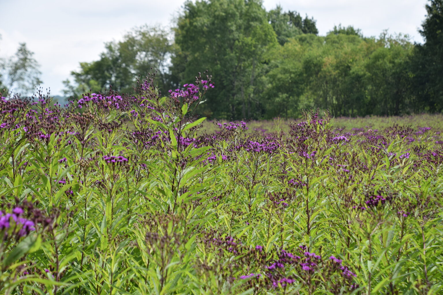 A Seed Story - Chesapeake Conservation Landscaping Council A Seed Story - Chesapeake Conservation Landscaping Council